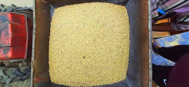 How to do paddy project in our village..