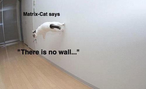 Matrix Cat Memes