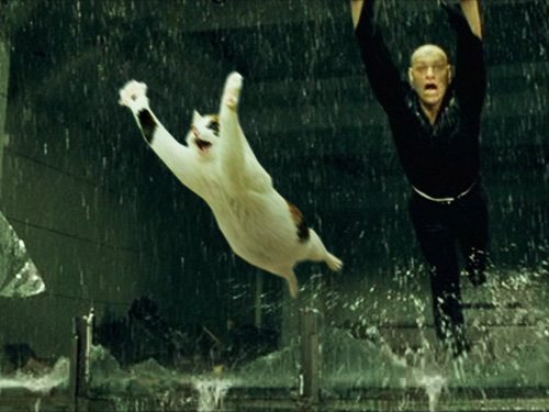Matrix Cat Memes