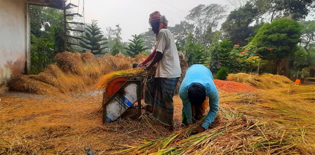 How to do paddy project in our village..