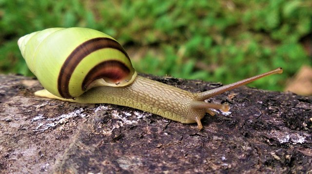 Unique Snail that lives in the nature of Aceh...photo by ades. — Steemit