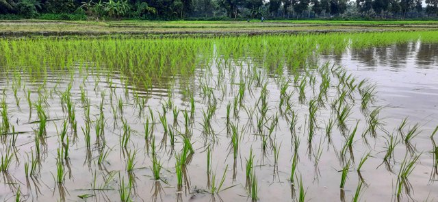 How to do paddy project in our village..