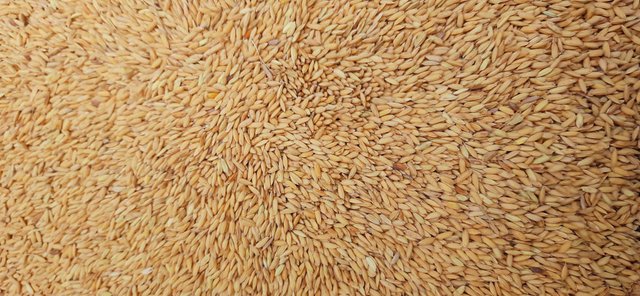 How to do paddy project in our village..