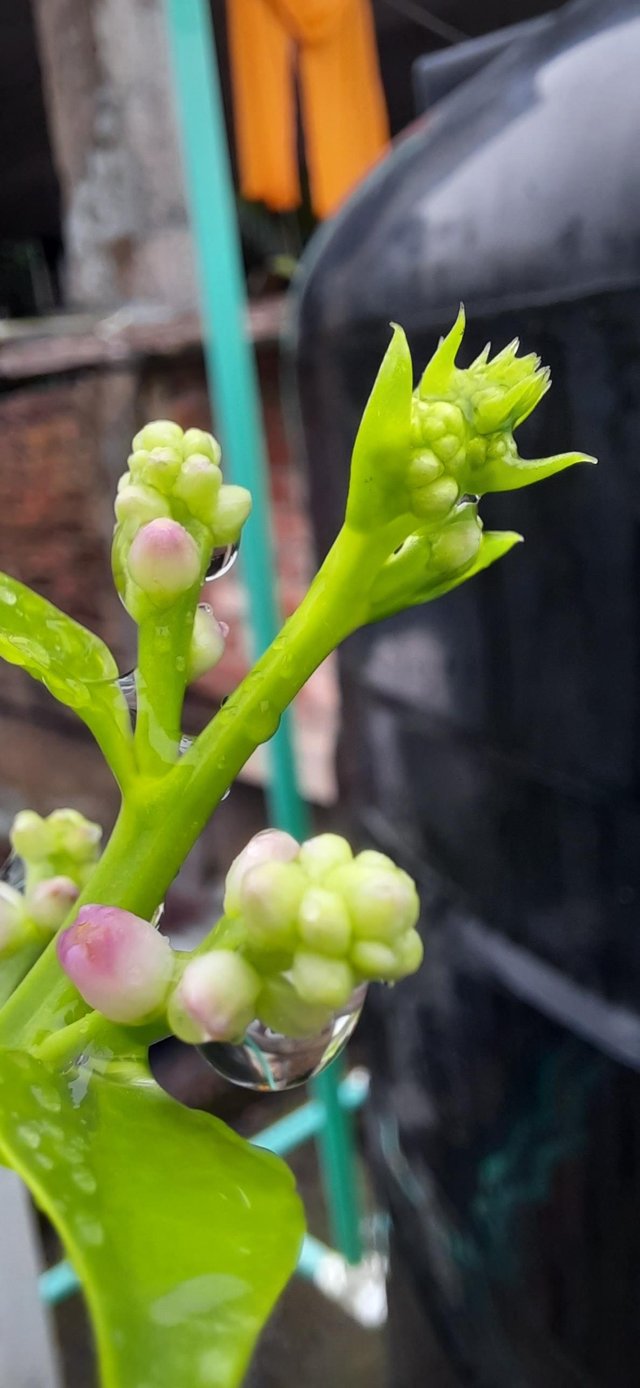 today I'm going to share with you some vegetable flower photography