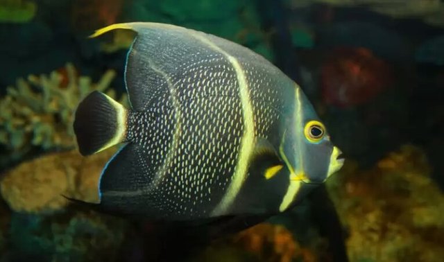 Most Beautiful Sea Fish