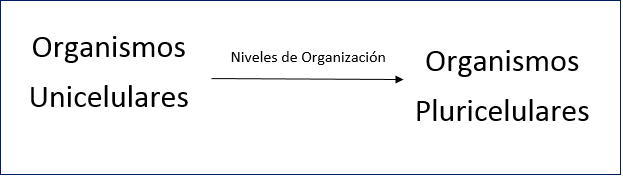 Niveles Organización Organismos Multicelulares