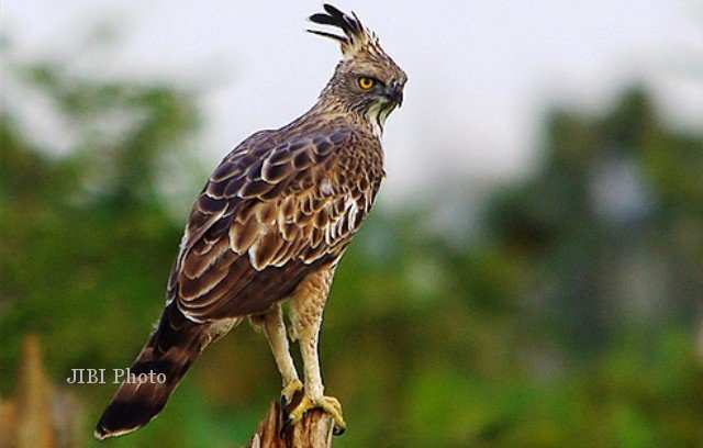 Javan Hawk Eagle Free Photos | Javan Hawk Eagle