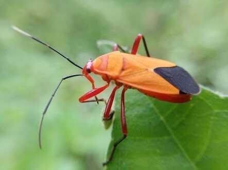 about the beauty of orange-colored insects. — Steemit