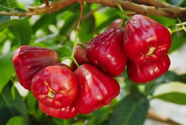 Jambu biji semarang — Steemit