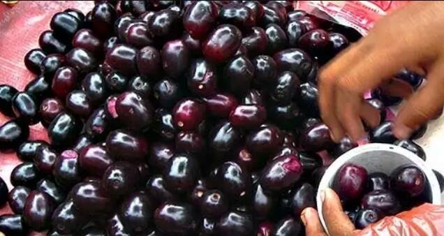 Jamblang — Steemit