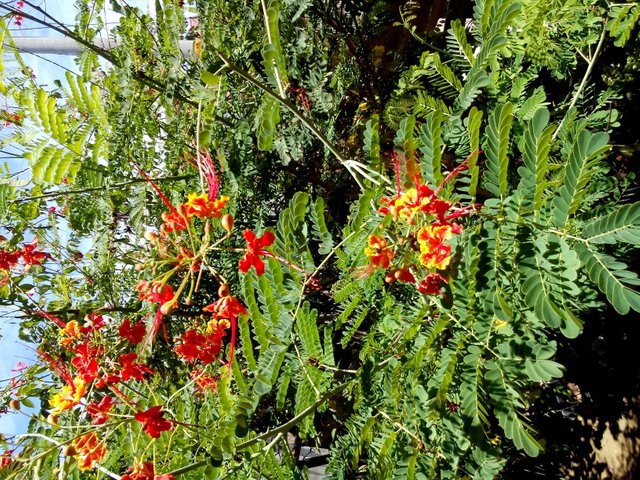 38+ Contoh Bunga Kembang Merak Kekinian - Informasi Seputar Tanaman Hias