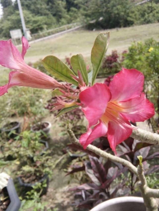 Cambodia Flower Meaning | Best Flower Site