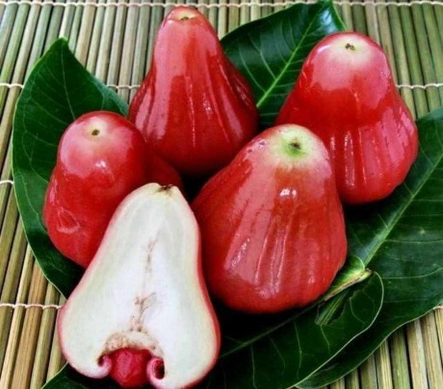 Jambu biji semarang — Steemit