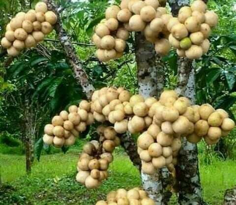 Khasiat Buah Langsat