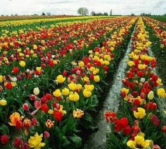 Rose Flower Farming In India | Best Flower Site