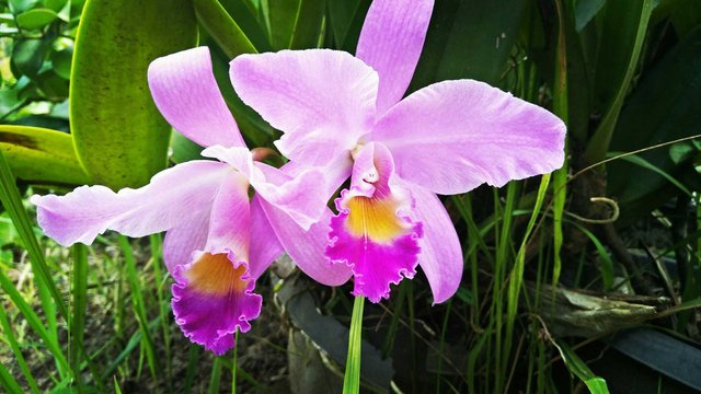 Cattleya Flower Colombiana | Best Flower Site
