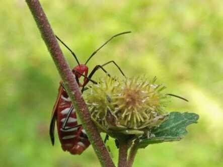 about the beauty of orange-colored insects. — Steemit