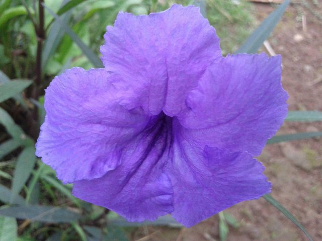 Beginilah 21+ Tanaman Bunga Terompet Ungu yang Wajib Diketahui ...