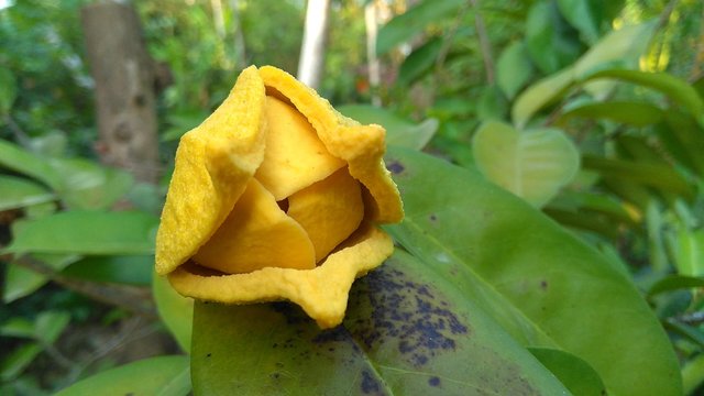 soursop flower — Steemit