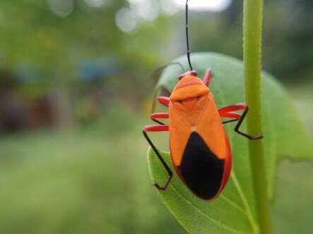 about the beauty of orange-colored insects. — Steemit