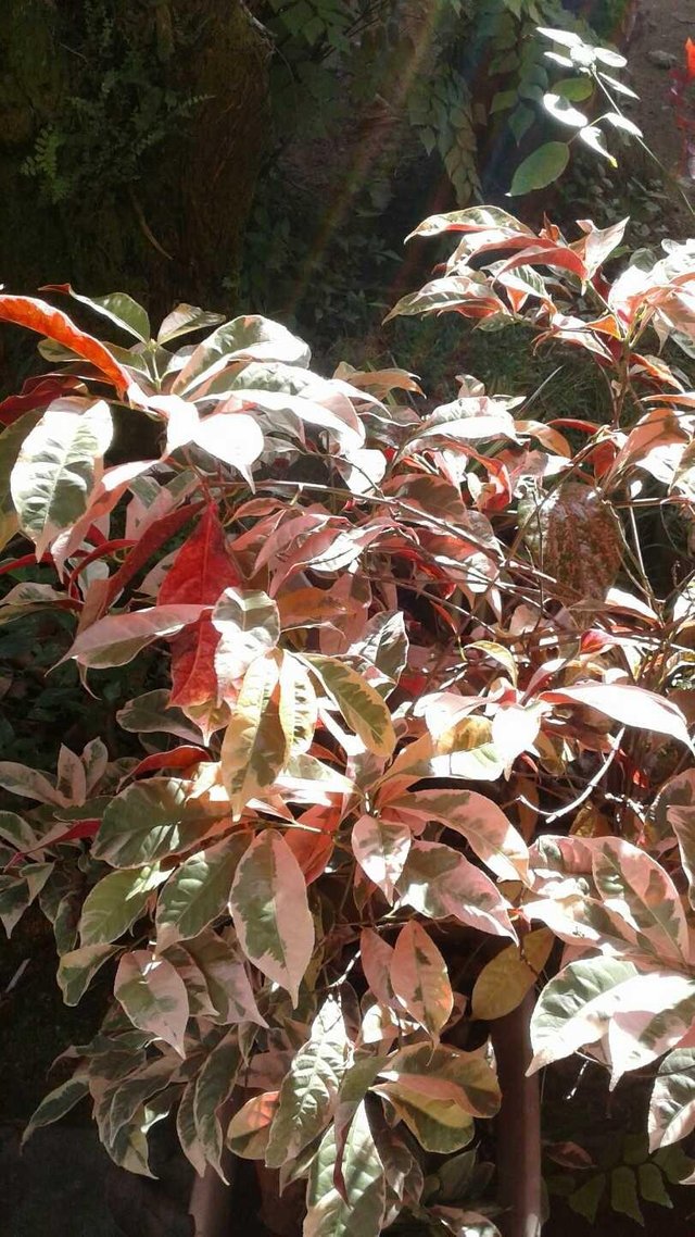 36+ Latest Foto Tanaman Hias Daun Merah - Pins