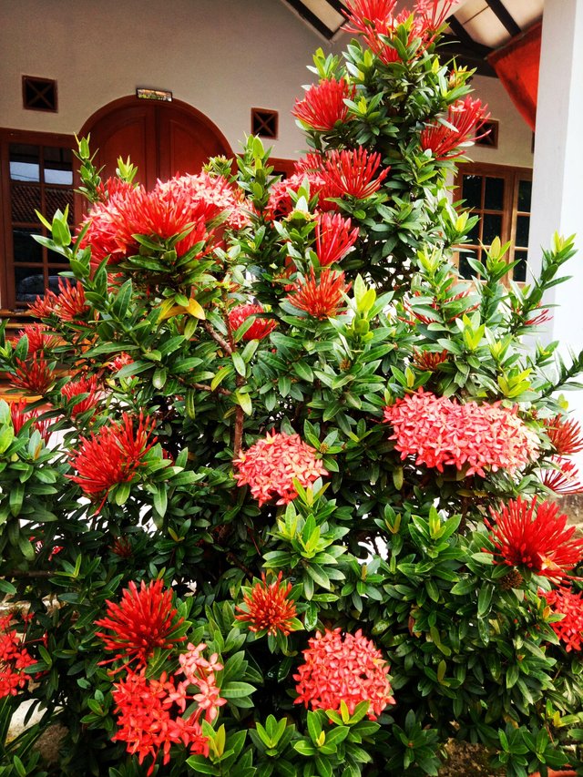 Deretan 28+ Ciri Tanaman Bunga Asoka yang Wajib Disimak! - Informasi ...