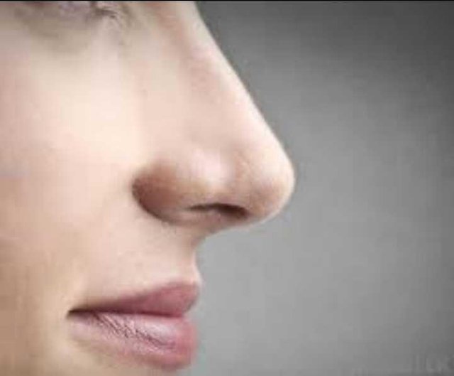 Anatomy of Nose — Steemit