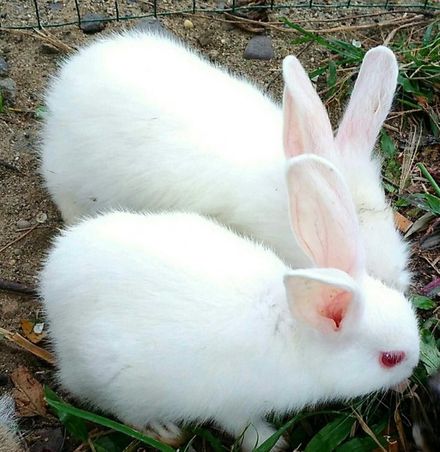 White Rabbits With Red Eyes