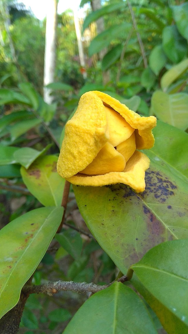soursop flower — Steemit