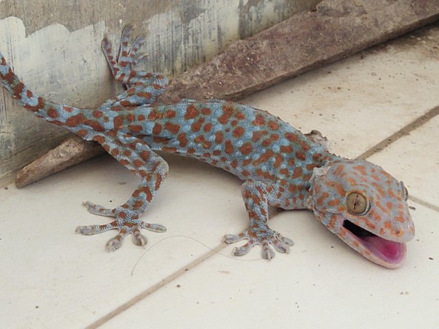 Fact or Myth of Gecko / Fakta atau Mitos Tokek (English - Indonesian ...