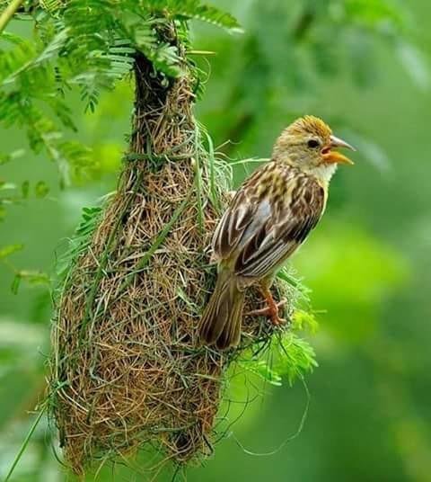 Sparrow Nest