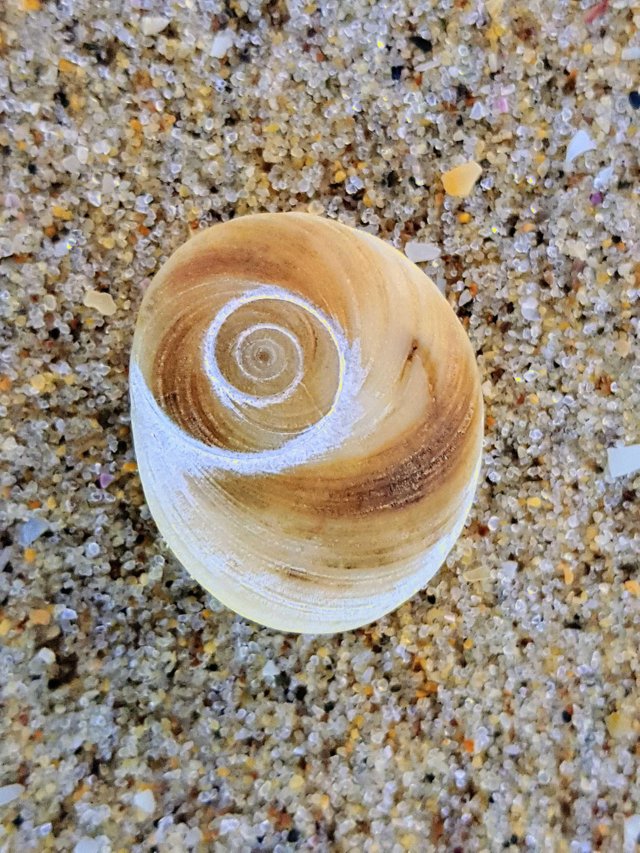 WHAT IS THE MERMAID DOLLAR? WHERE DOES IT COME FROM? — Steemit