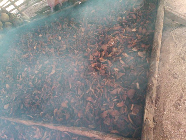 Niyog Na Niluto Sa Tapahan Photography — Steemit