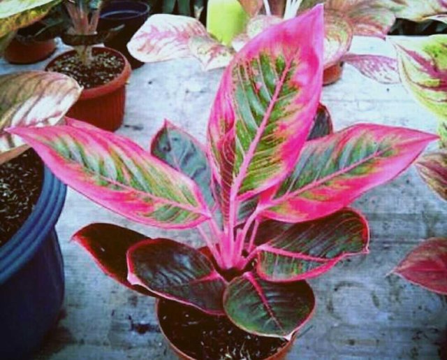 Aglaonema Flower | Best Flower Site