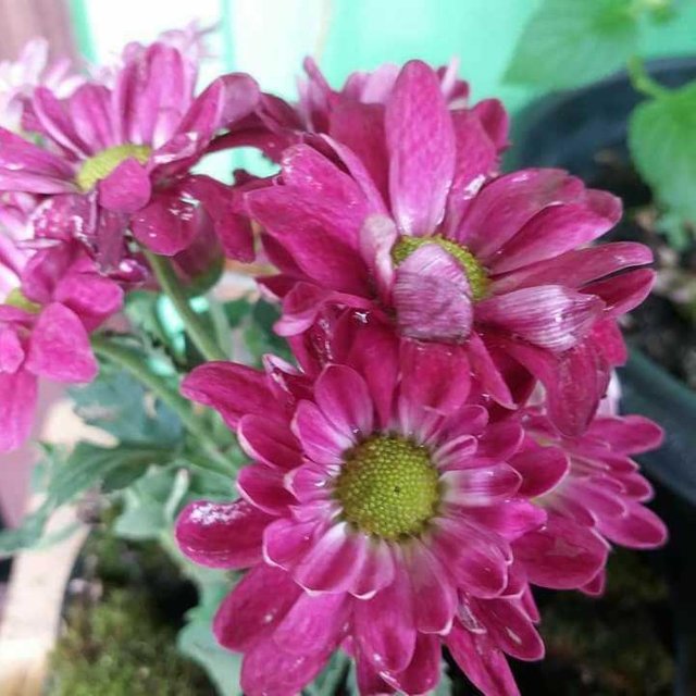 Unique Flowers And Their Names | Best Flower Site