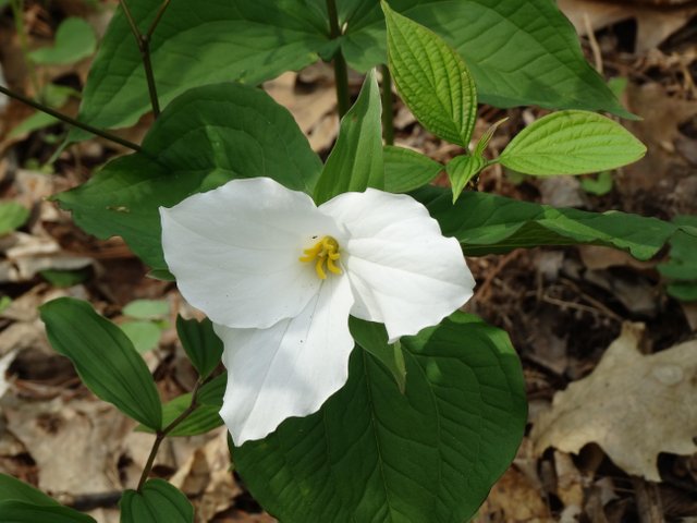 What Is The National Flower Of Ontario | Best Flower Site