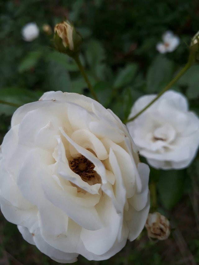 White Rose Flower Pictures Love | Best Flower Site