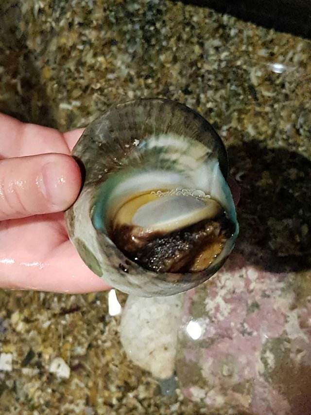 WHAT IS THE MERMAID DOLLAR? WHERE DOES IT COME FROM? — Steemit