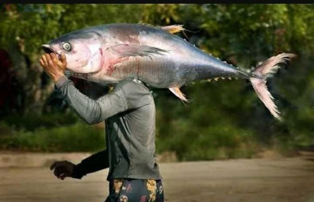 Different Tuna dishes you can eat here in Gensan! — Steemit