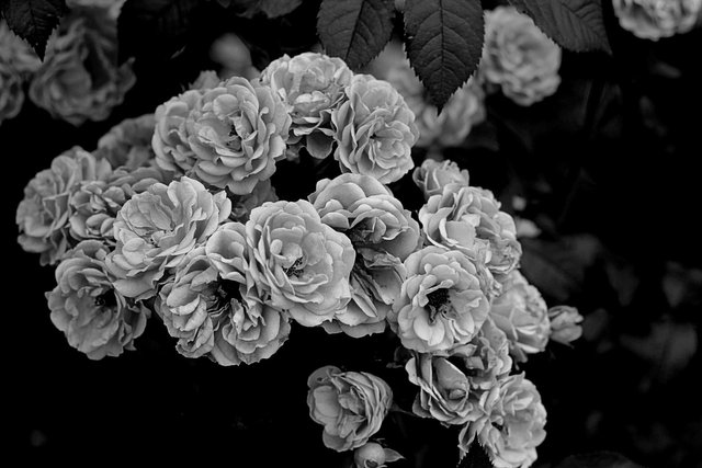 Photos Of Flowers Without Color | Best Flower Site