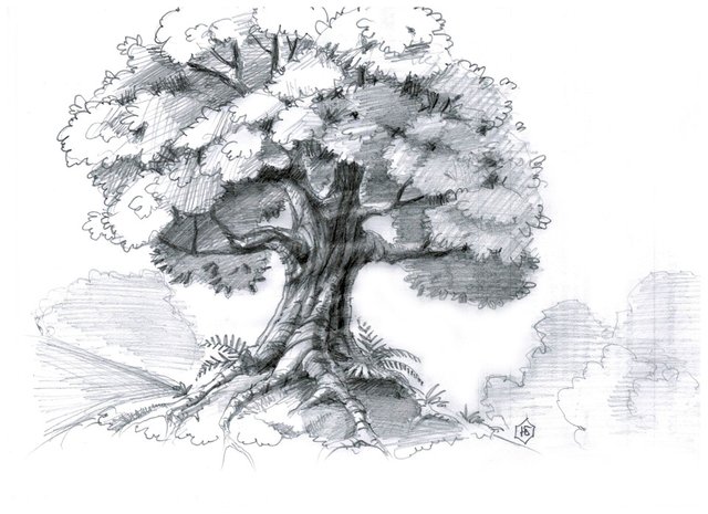 How To Draw A Tree Without Leaves