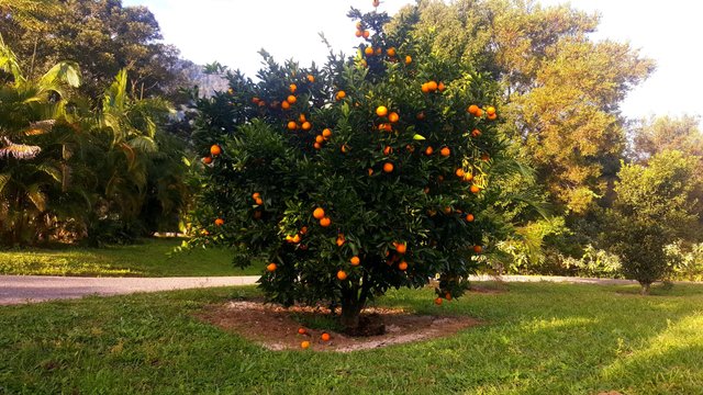 Orange Tree Garden