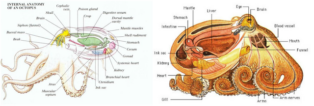 Octopus External Anatomy