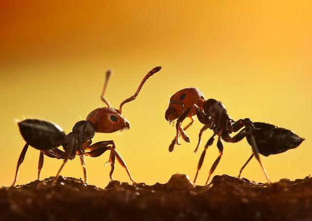ANTS LIFE FASCINATING THINGS ABOUT ANTS — Steemit