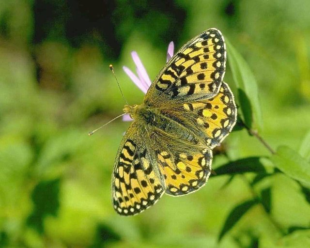 The seven amazing animal organs that make human envy envy hate — Steemit