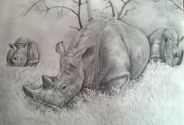 how to draw realistic rhino