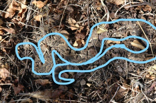 Camouflage Snake