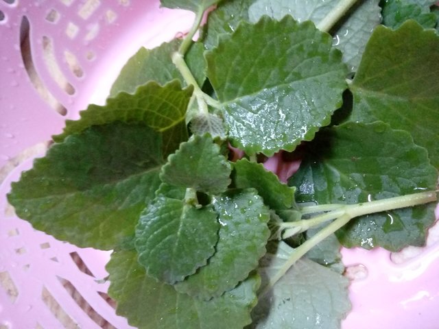 Oregano (Calabo) Leaves — Steemit
