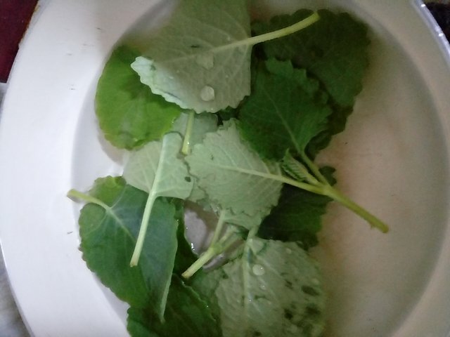 Oregano (Calabo) Leaves — Steemit