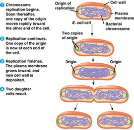 Explanation of Binary Fission — Steemit